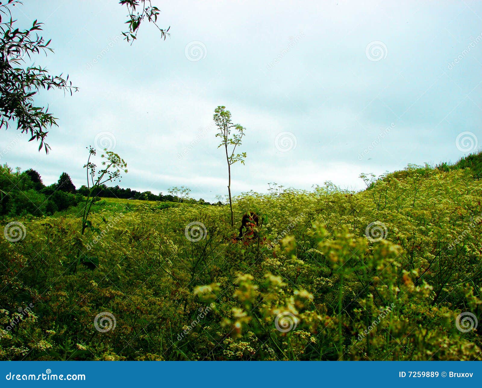 High herb stock image. Image of sheet, herb, flowerses - 7259889