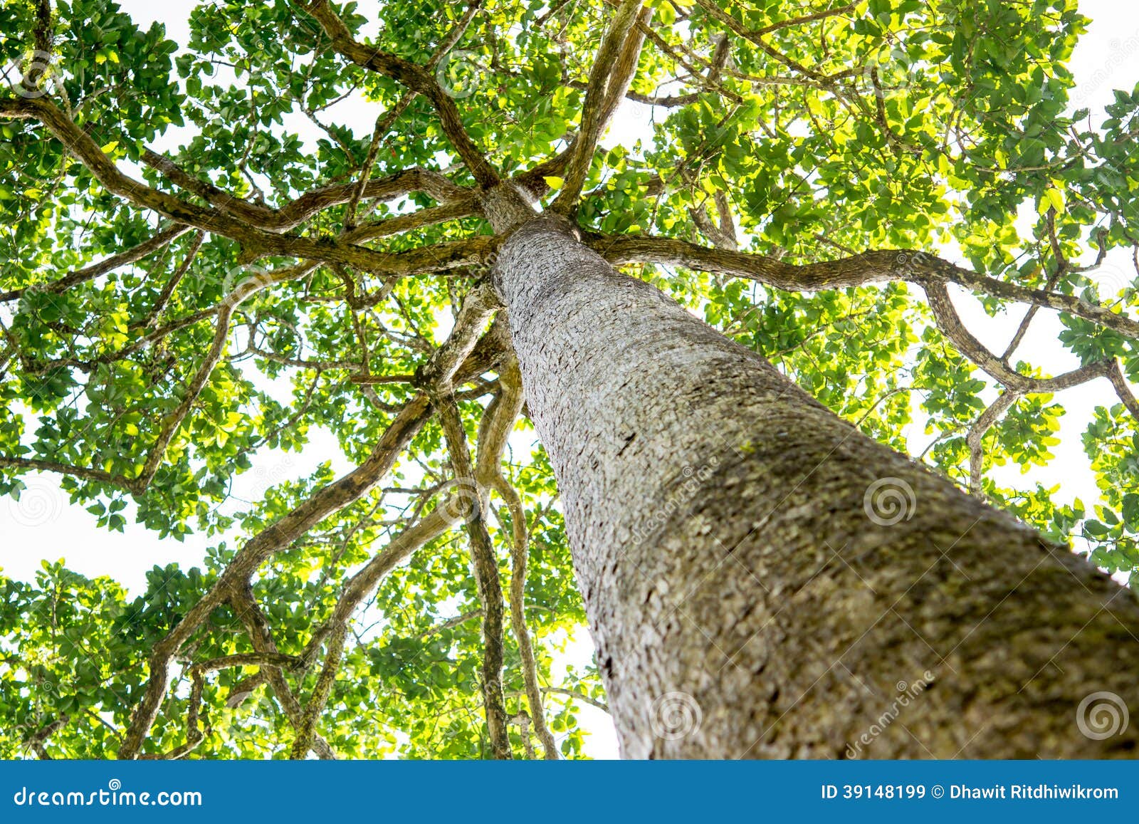 High huge tree stock image. Image of tropical, environment - 39148199