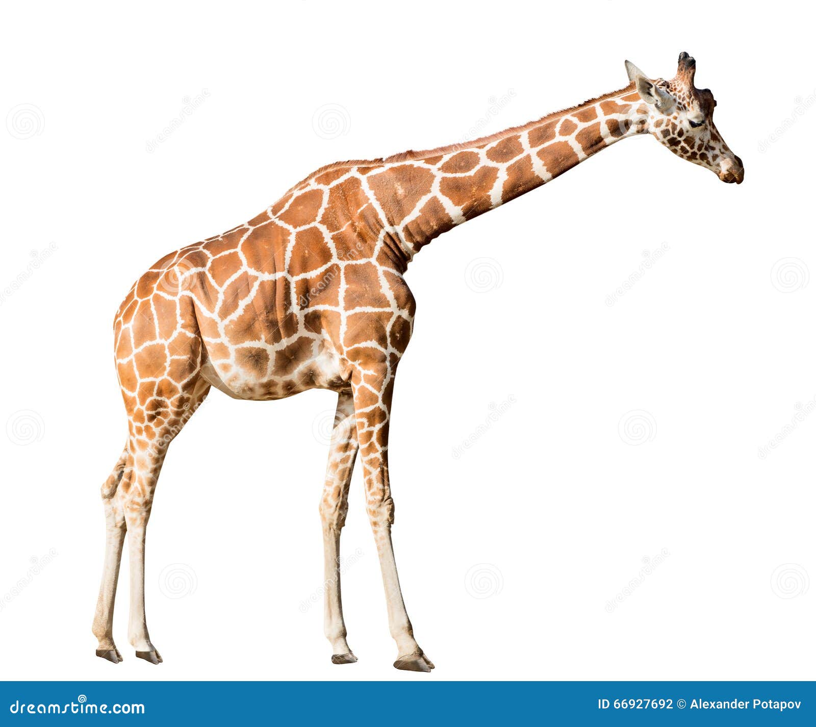High Isolated on White Giraffe Stock Photo - Image of spotted, standing ...