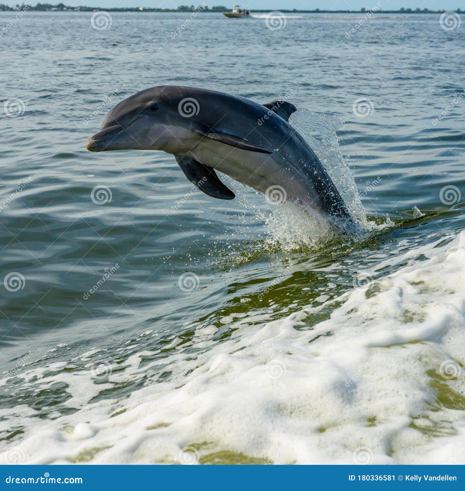 High Jump by Playful Dolphin Stock Image - Image of animal, meyers ...