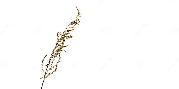 High Key Botanical Minimalist Art Stock Image - Image of plant ...