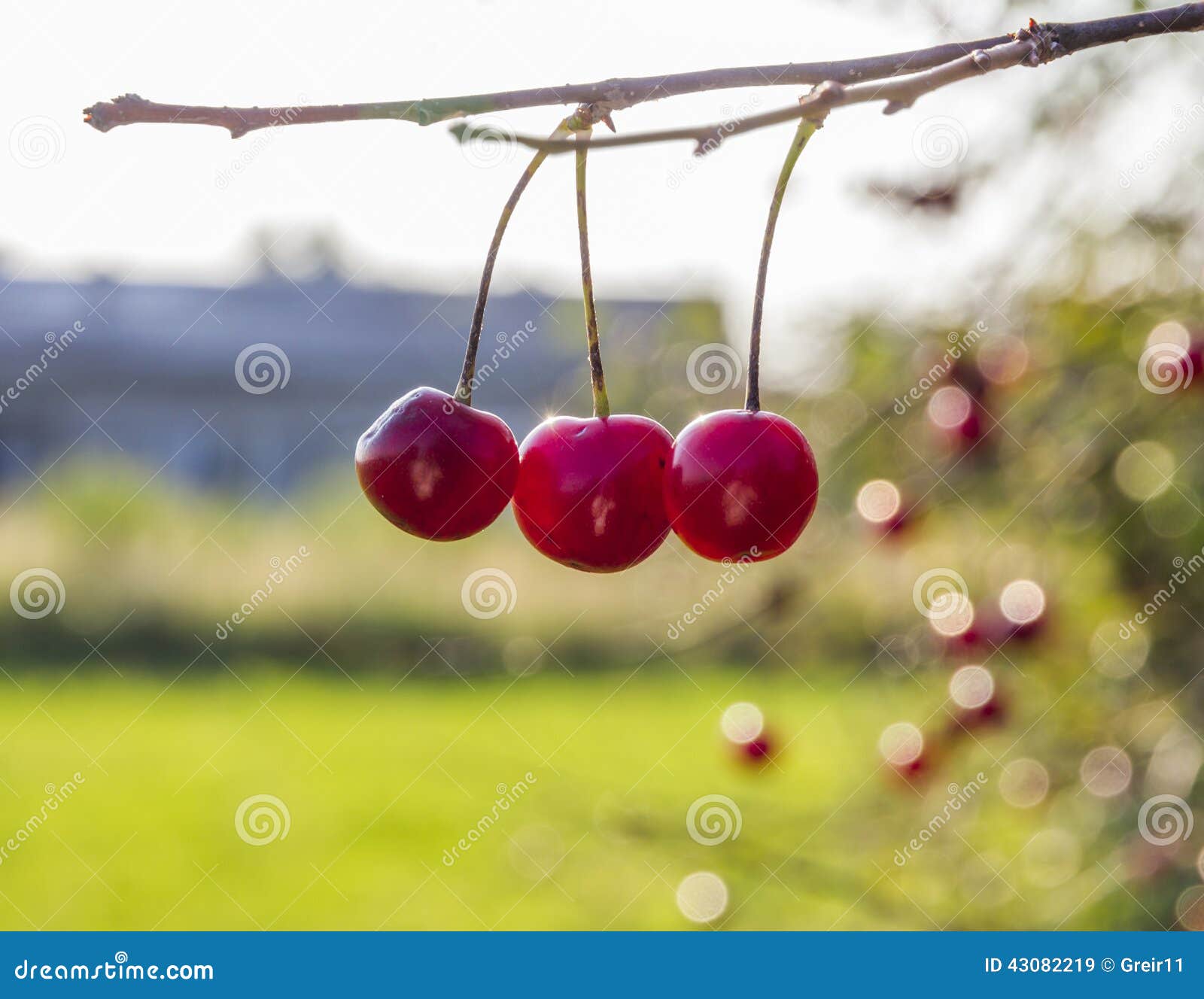 High Key Bunch of Shiny Red Three Cherries on a Branch Stock Image ...