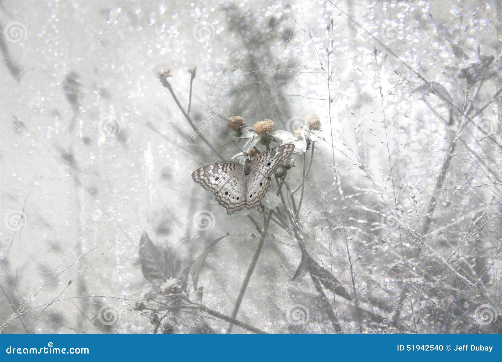 High Key Butterfly stock photo. Image of butterfly, texture - 51942540