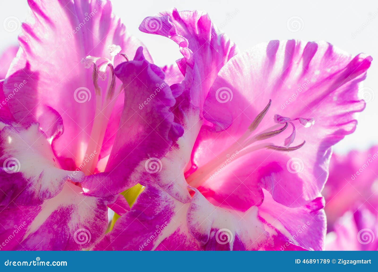 High Key Image of Flower for Background Stock Image - Image of flower ...