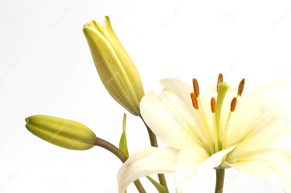 High key lily stock photo. Image of anniversary, arrangement - 768820