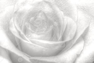 High key rose stock photo. Image of romance, plant, water - 2104072