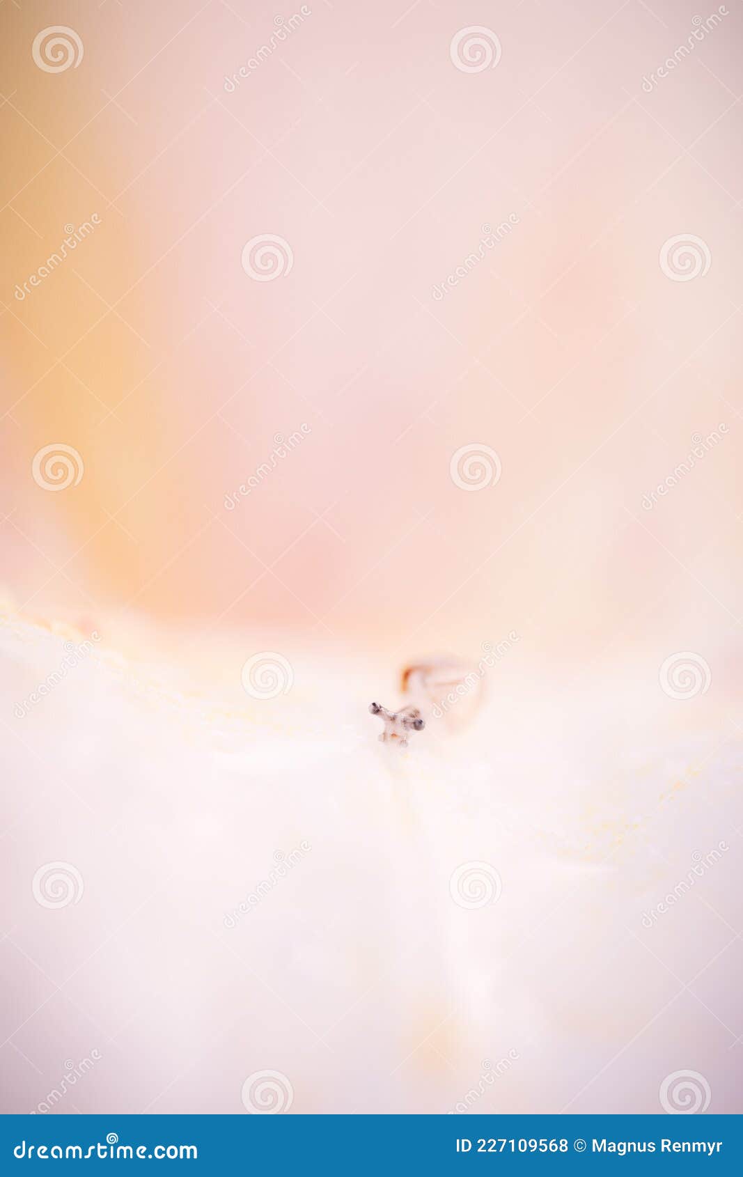 High-key translucent snail stock photo. Image of gastropoda - 227109568