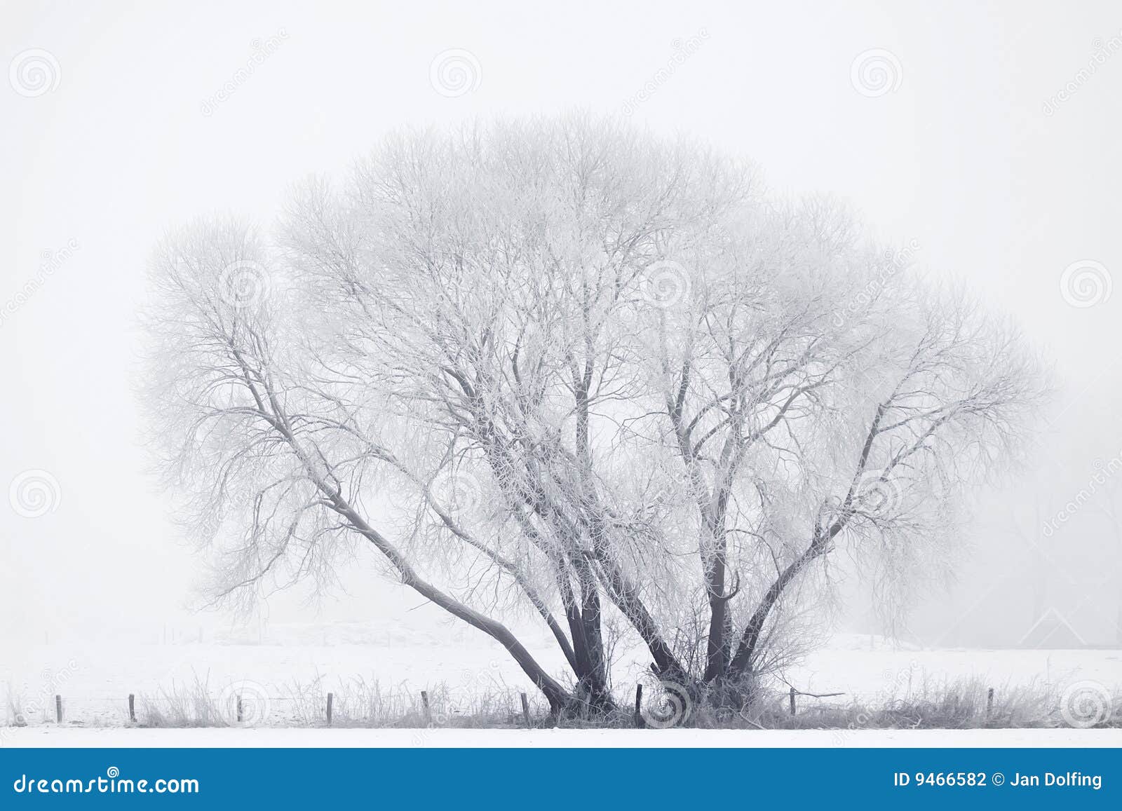 High key winter tree stock photo. Image of tree, silhouet - 9466582