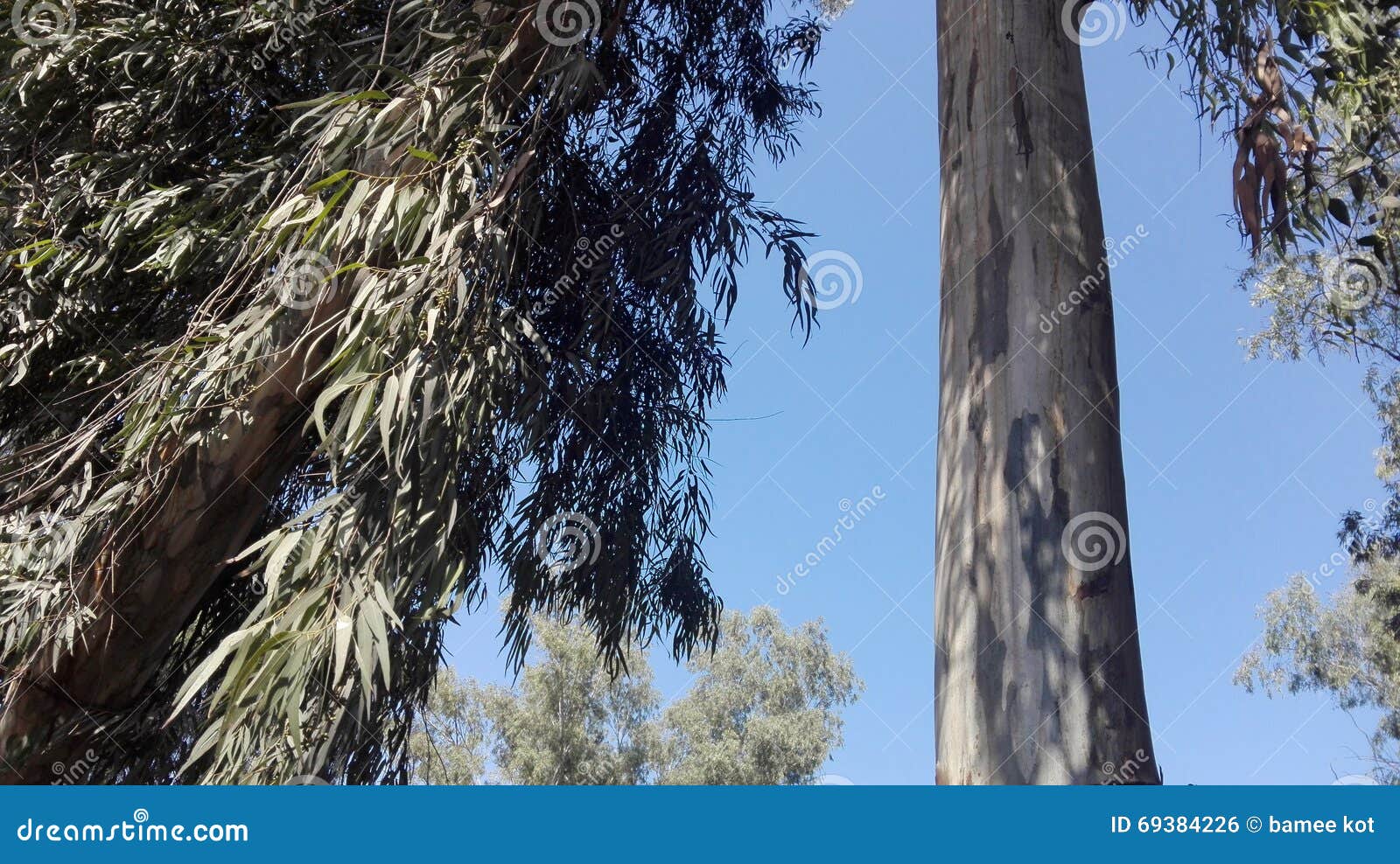 High log tree stock photo. Image of high, tree, blue - 69384226