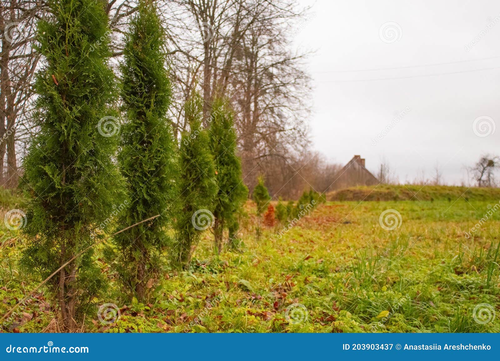 High and Low Conifer Tui are Planted in a Row Stock Image - Image of ...