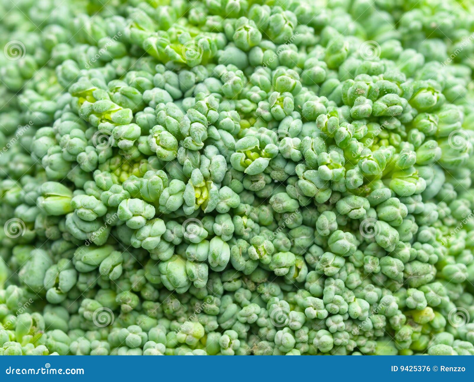 High Magnification Broccoli Head Stock Photo - Image of ingredient ...