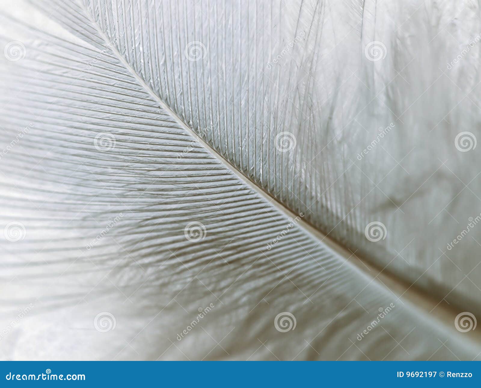 High Magnification Down Feather Stock Image - Image of fluffy ...