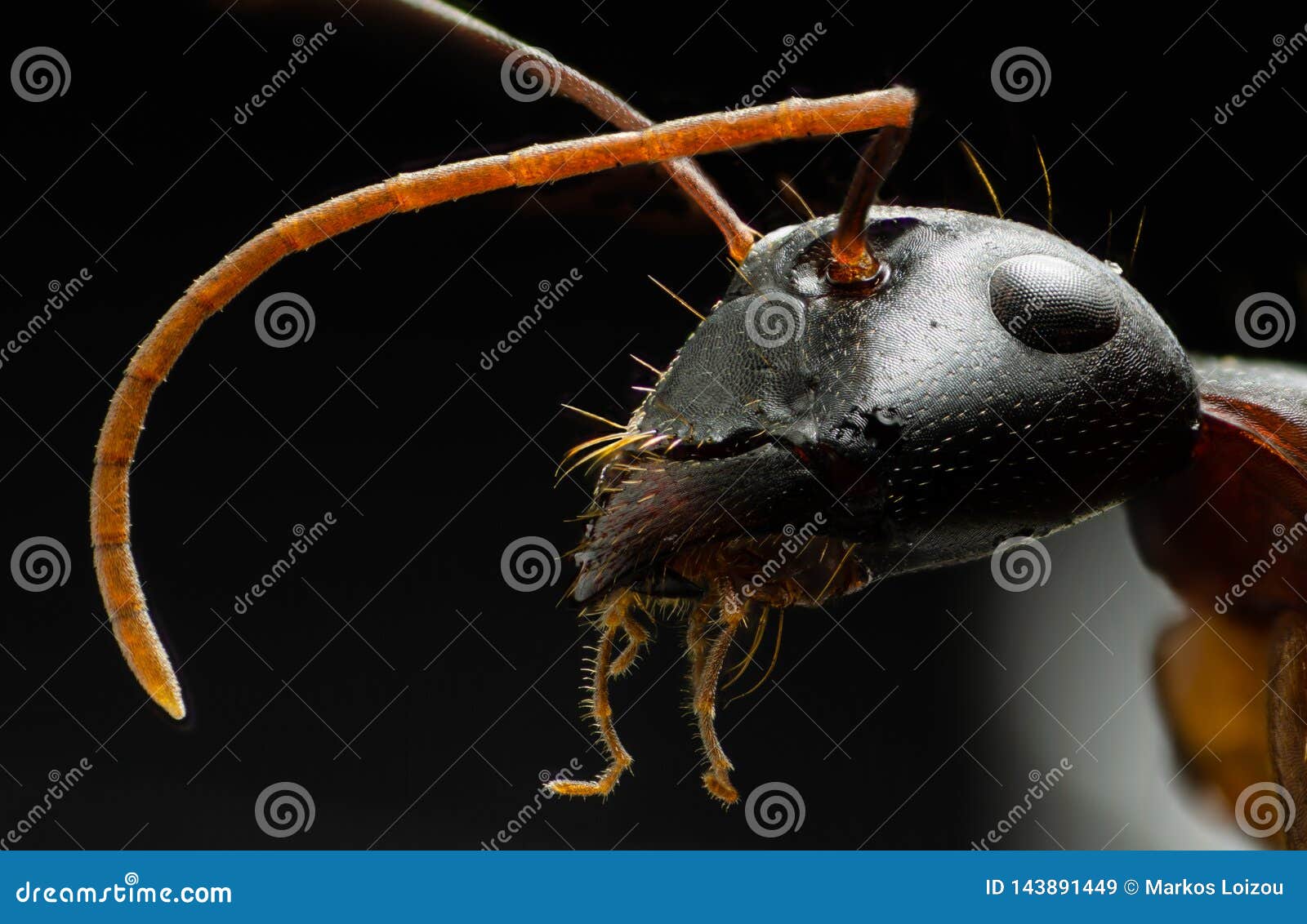 High Magnification Image of a Black Ant Stock Image - Image of plant ...