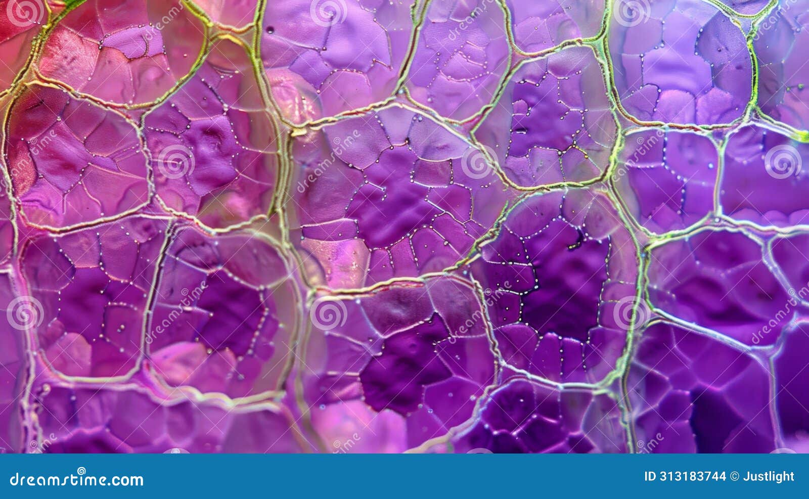 High Magnification Image of Root Tissues Showcasing the Network of ...