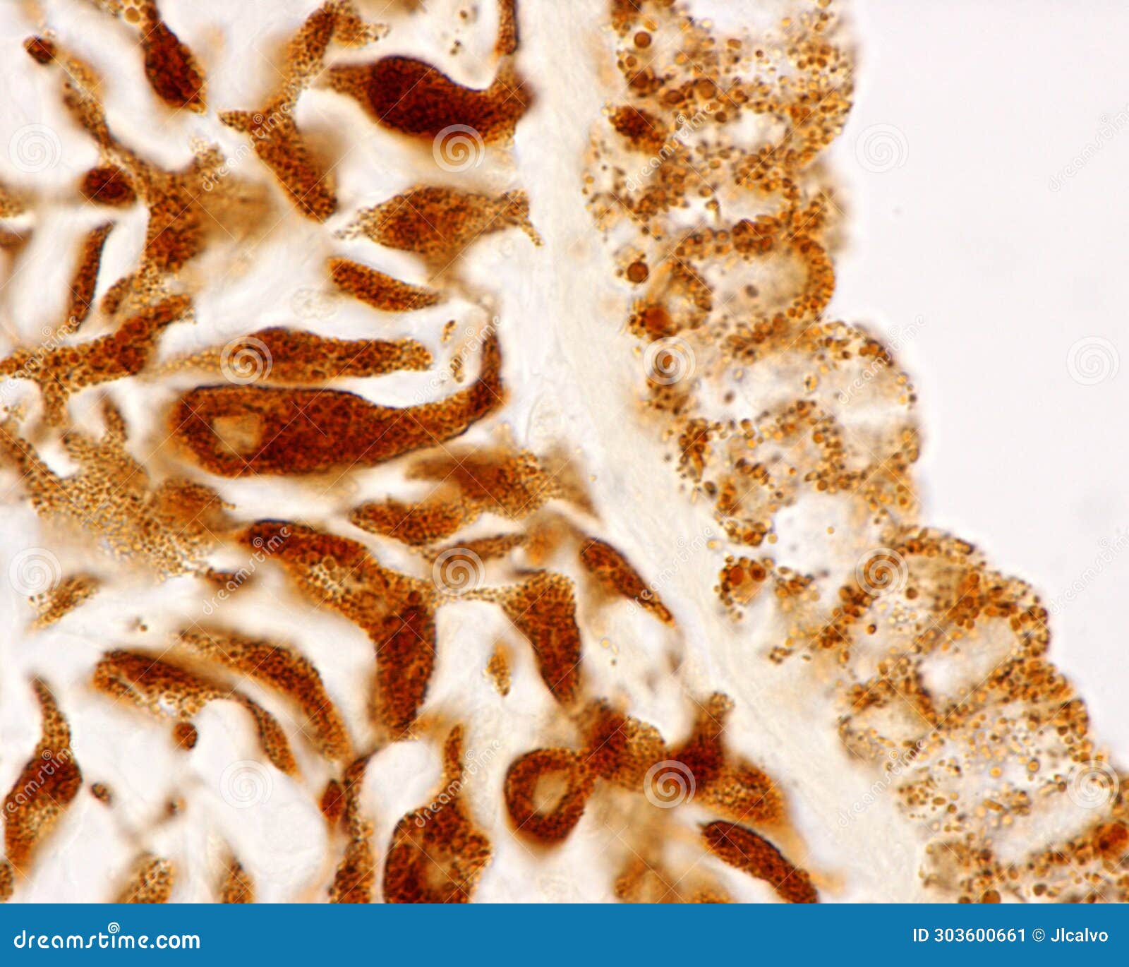 Eye. Iris melanin stock image. Image of micrograph, ocular - 303600661