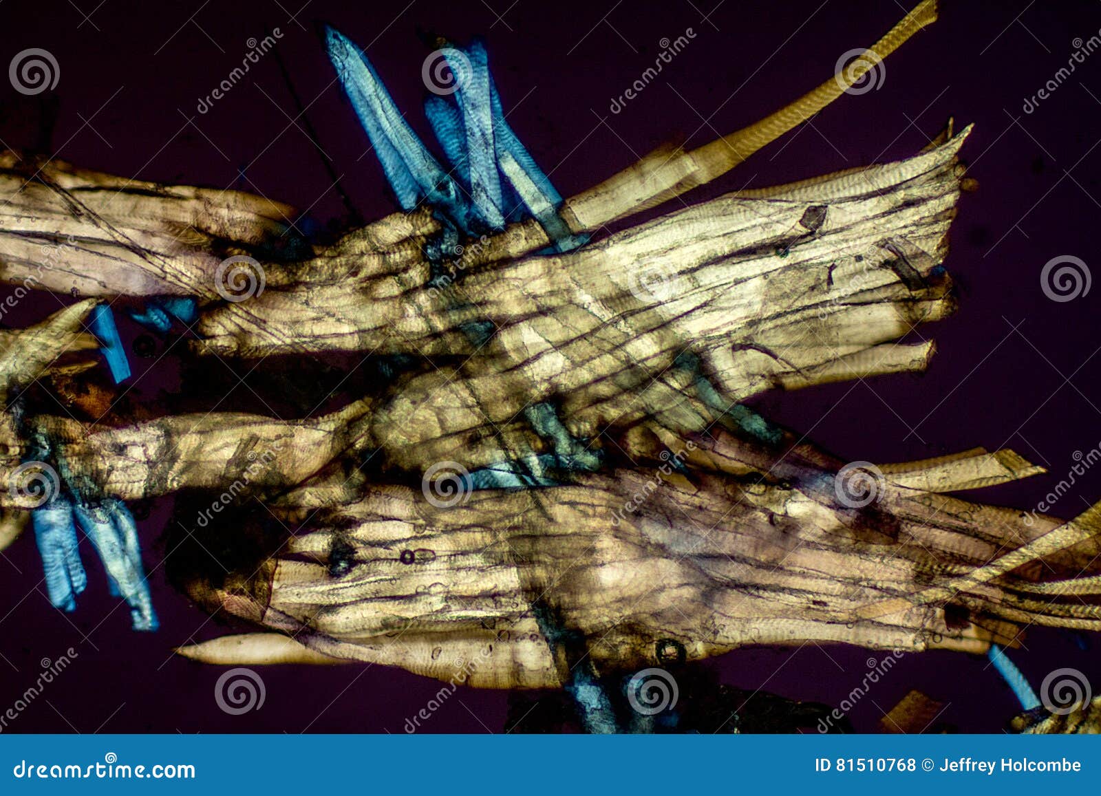 High Magnification Muscle Abstract from a Bumble Bee. Stock Photo ...