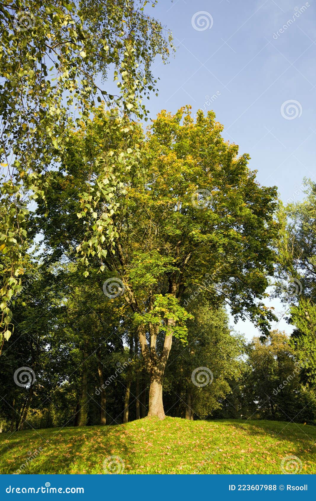 High maple stock photo. Image of europe, decor, hardwood - 223607988