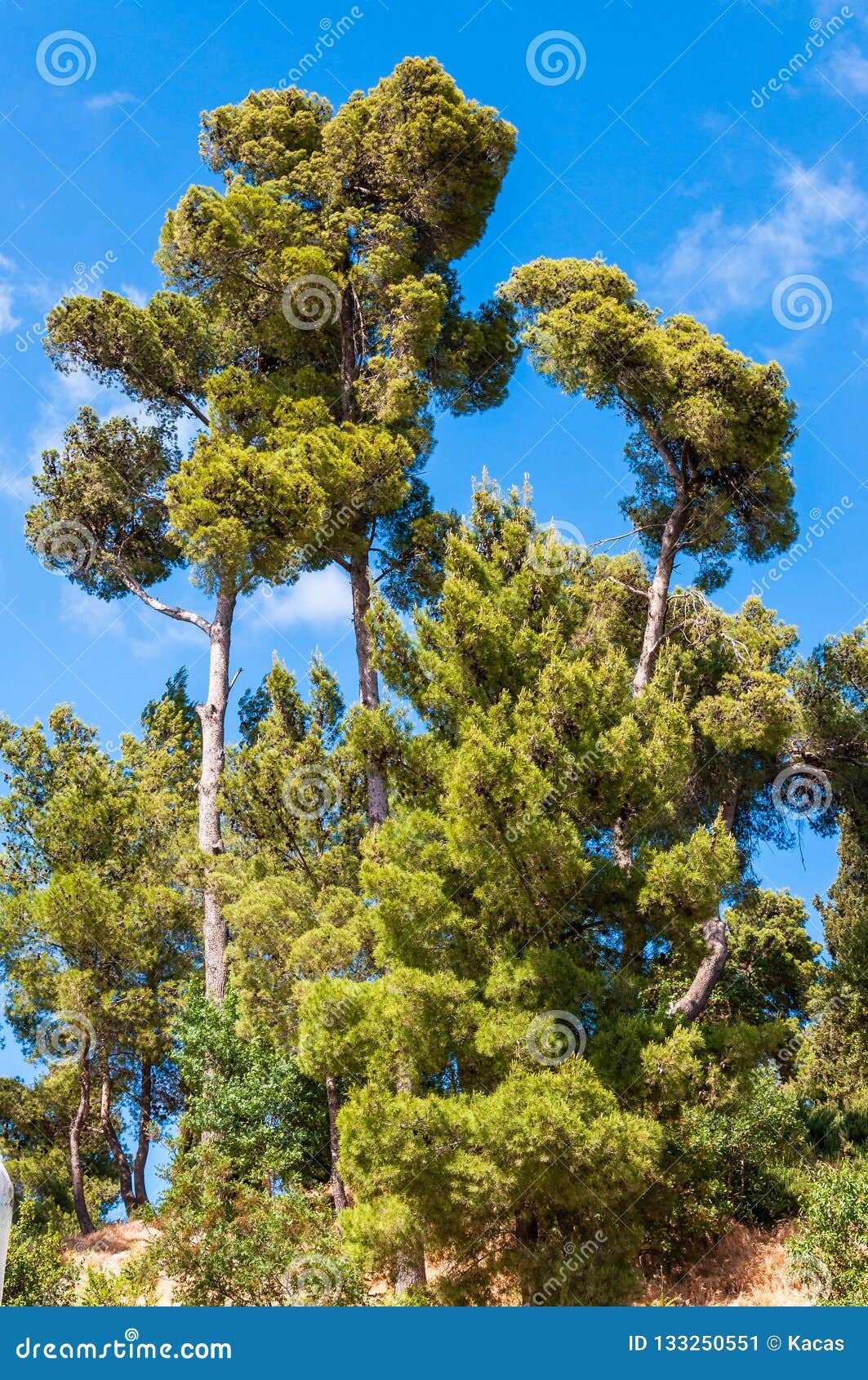 Mediterranean Pine Trees Stock Photos - Download 6,035 Royalty Free Photos