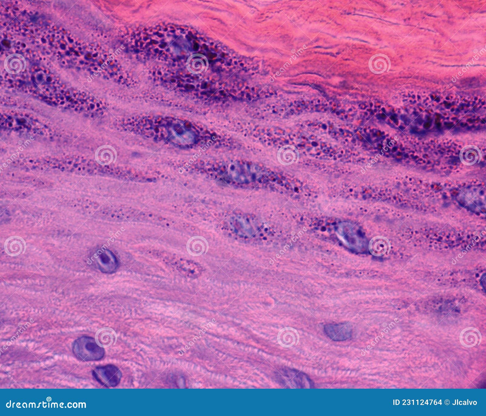 Human Skin Layers Microscope