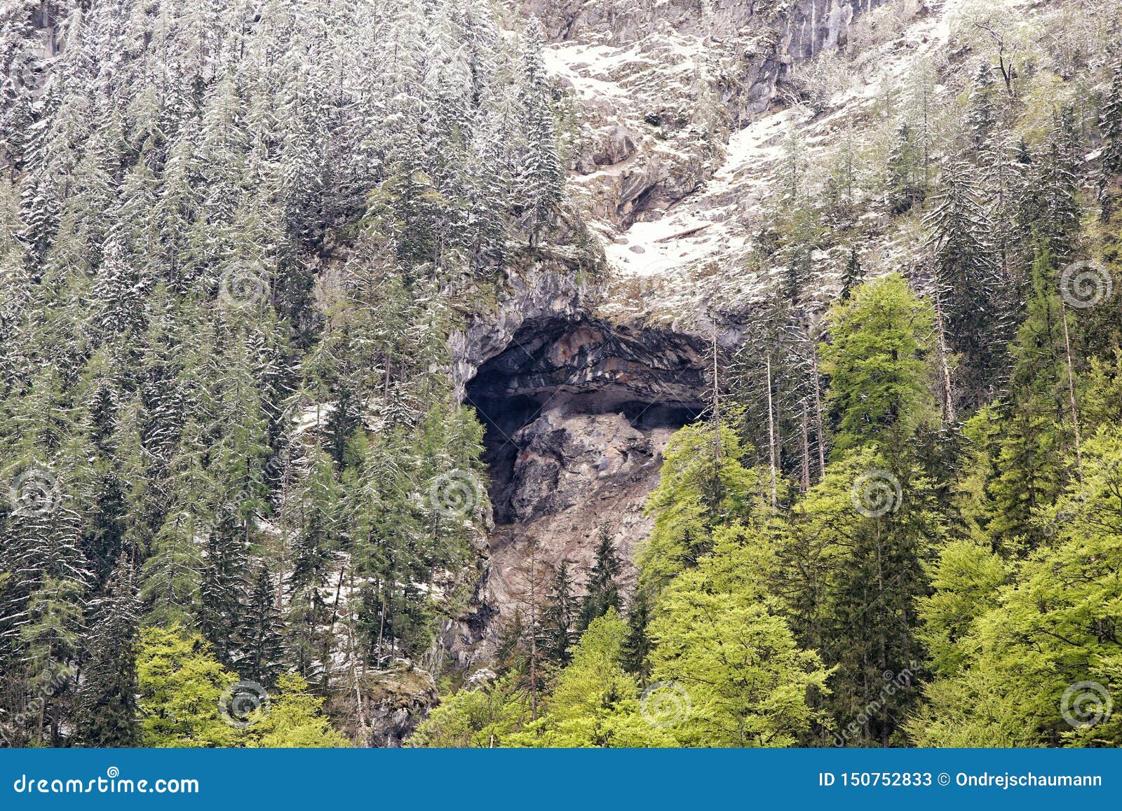 High Mountain Cave with Trees on Ceiling Stock Image - Image of ...