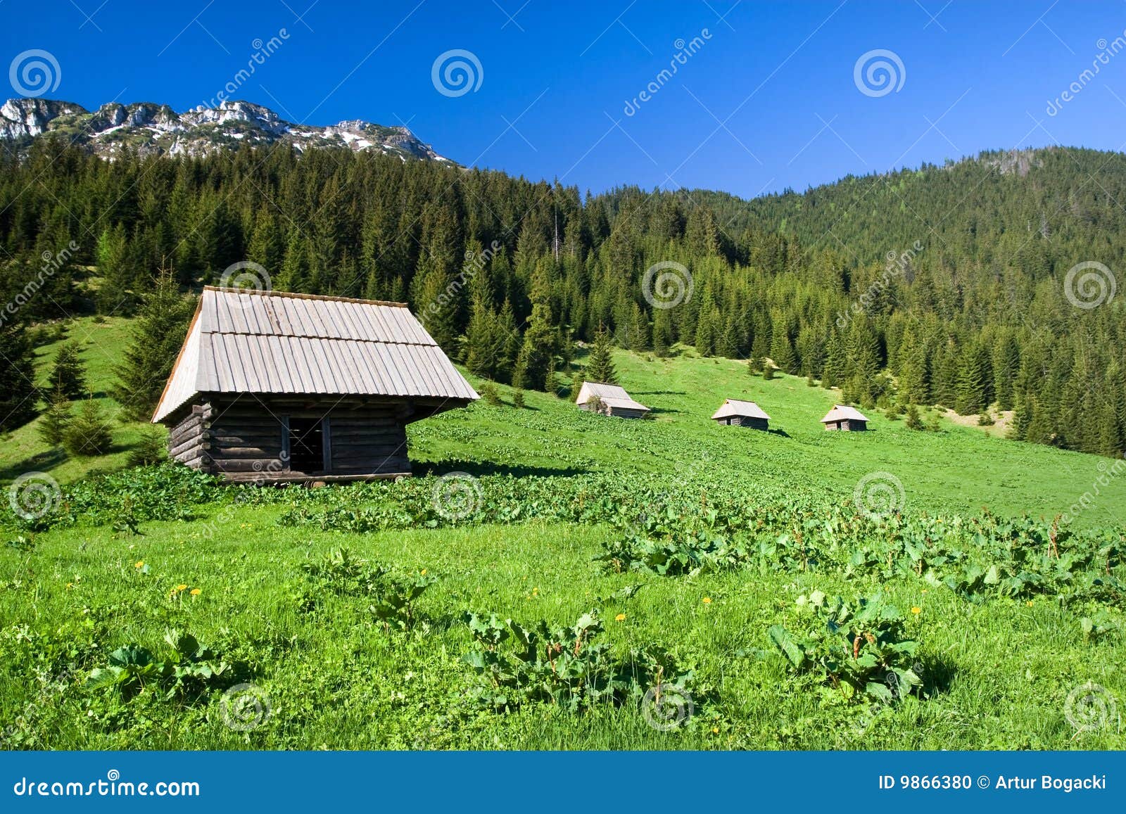 High Mountain Meadow Scenery Stock Photo - Image of park, grass: 9866380
