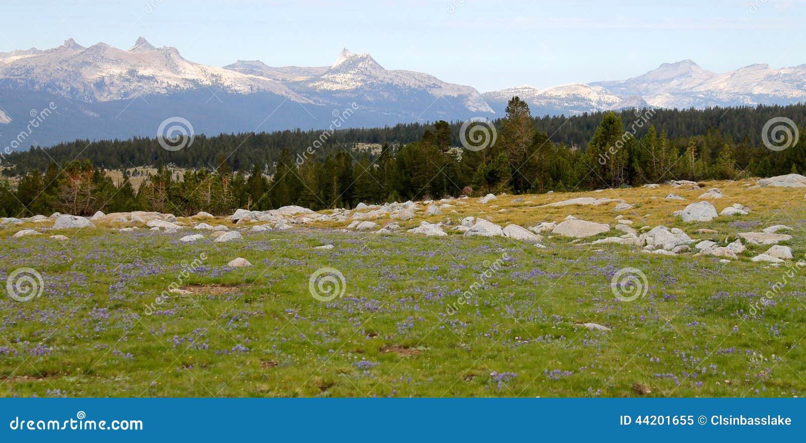 High mountain Meadow stock image. Image of green, break - 44201655