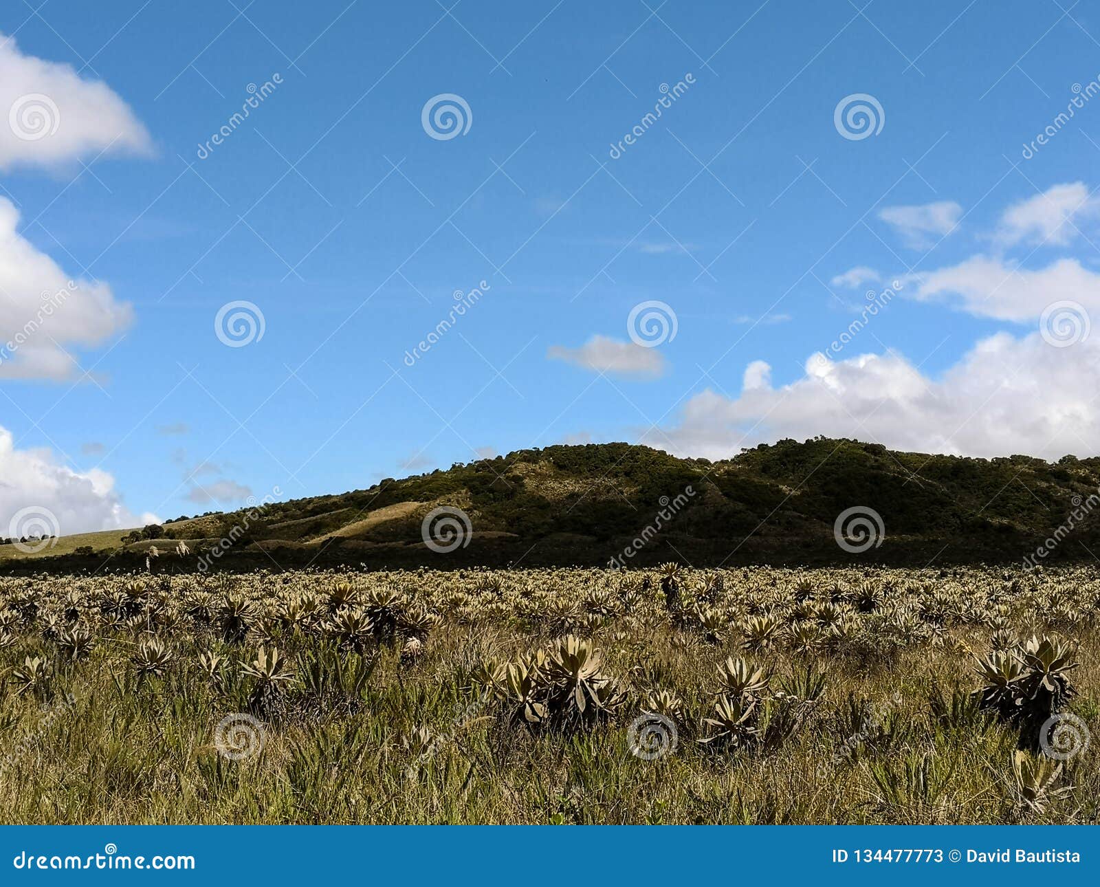 High Mountain Neotropical Biome and Paramo Ecosystem. Endemic ...