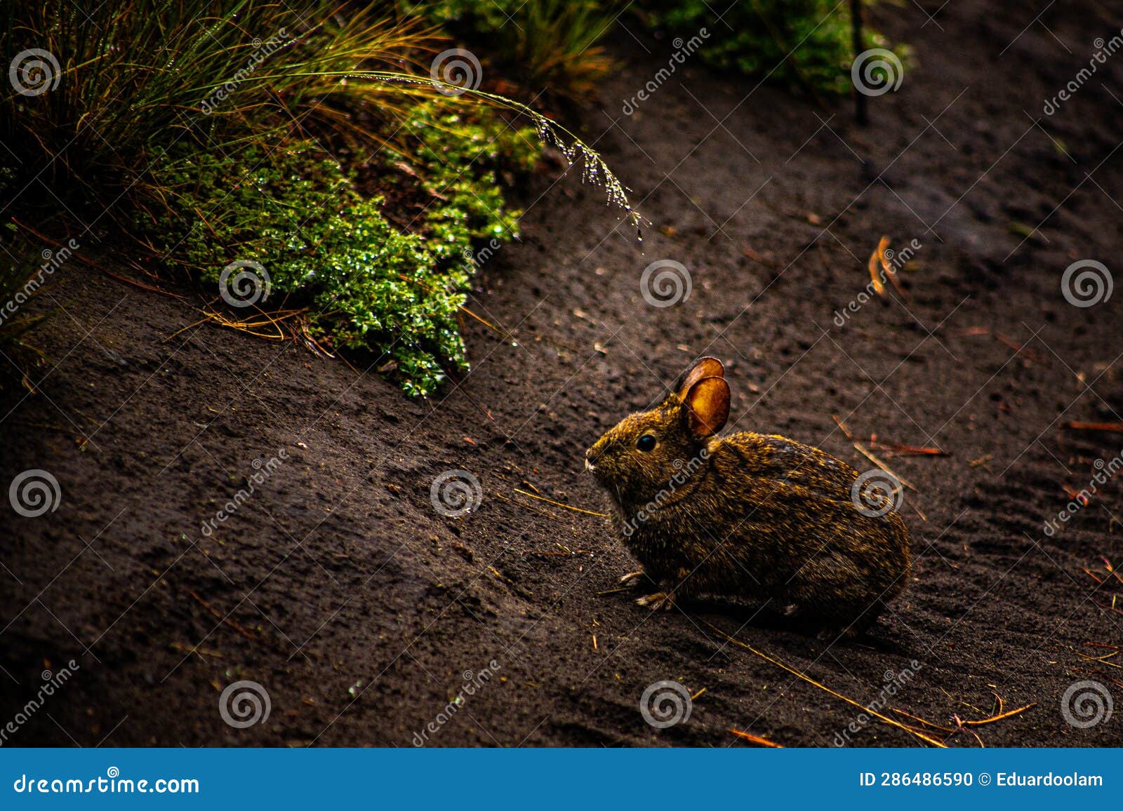 Mountain Rabbit - Daman - Sitting Between Rocks On The Morning Royalty ...