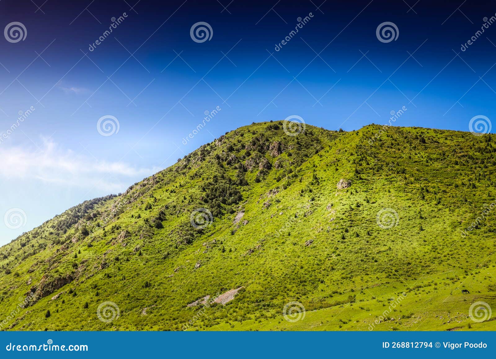 Bishkek National Park stock photo. Image of flower, plant - 268812794