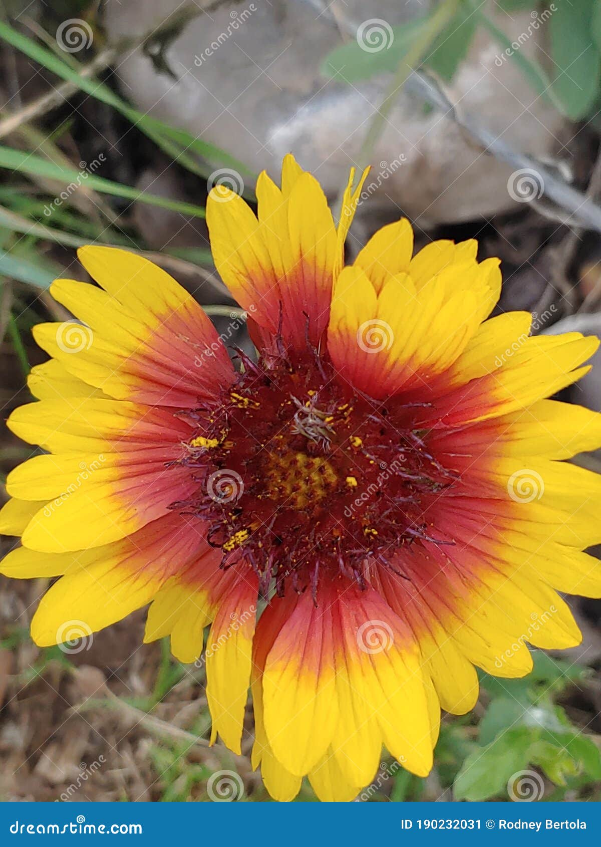 High moutain flower stock image. Image of nature, flower - 190232031
