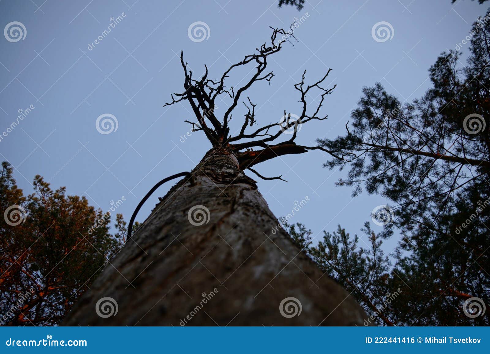 High Old Dead Tree at Night or Evening. in Forest Stock Photo - Image ...