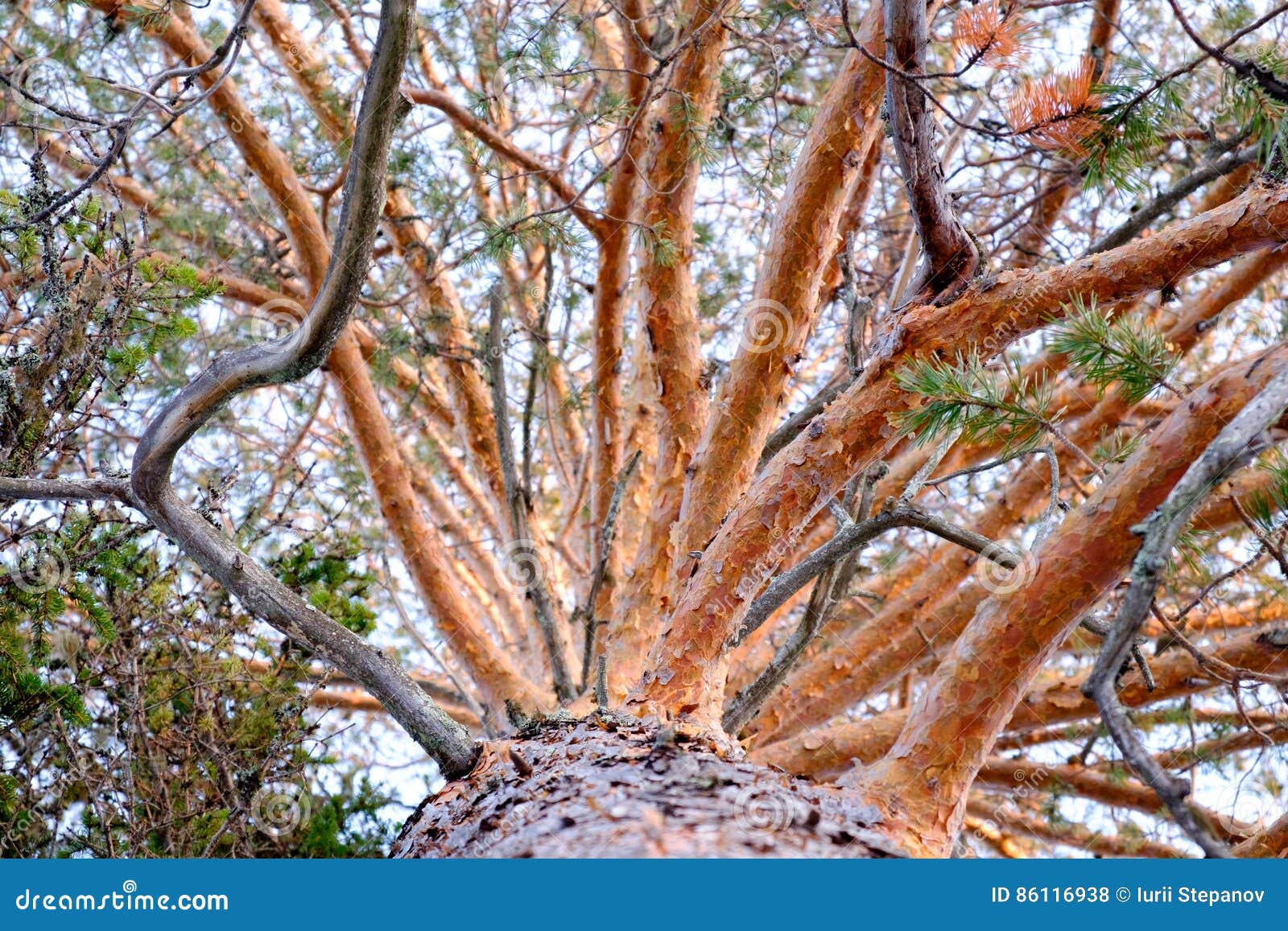 High old pine trunk stock photo. Image of park, beauty - 86116938