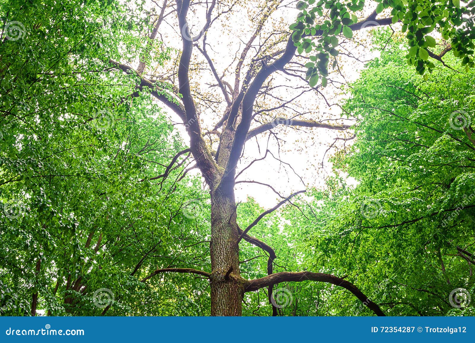 High Old Tree Ash in the Spring Green Forest Stock Image - Image of ...