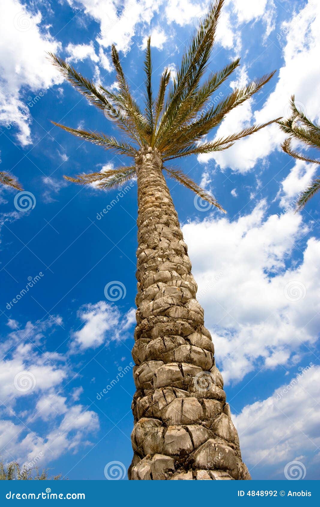 High palm tree stock photo. Image of pine, island, sanibel - 4848992