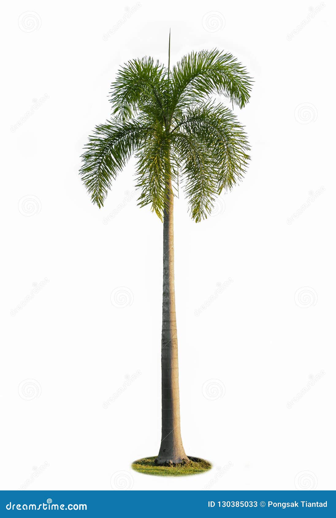 High Palm Tree Isolated on White Background. Stock Image - Image of ...