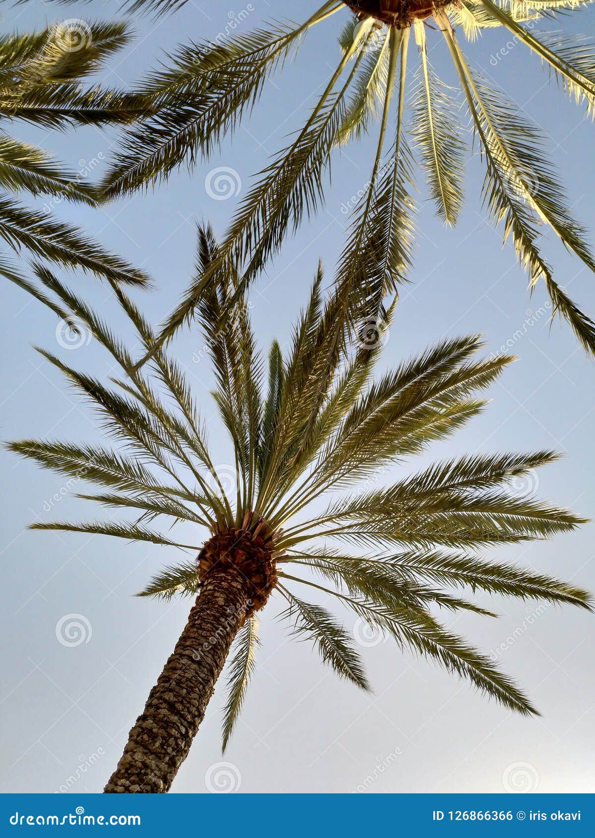 High palm tree stock photo. Image of view, high, tree - 126866366