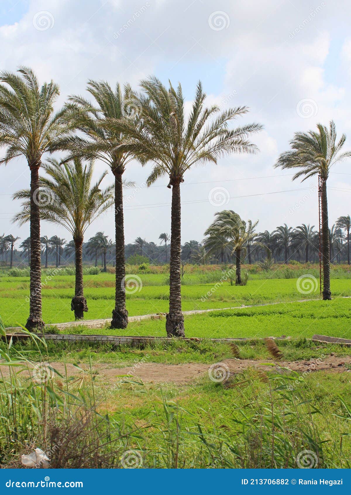 High Palm Trees in a Green Grass Field in Rashid Stock Photo - Image of ...