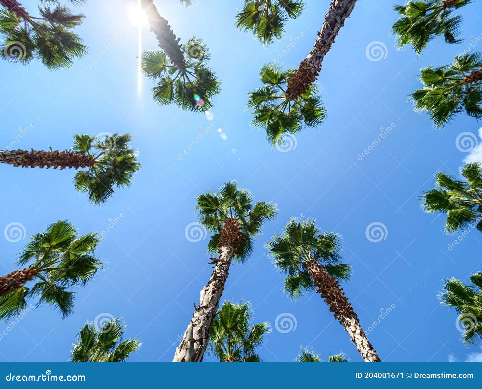 High Palm Trees in the Olympic Park in Sochi. Stock Image - Image of ...