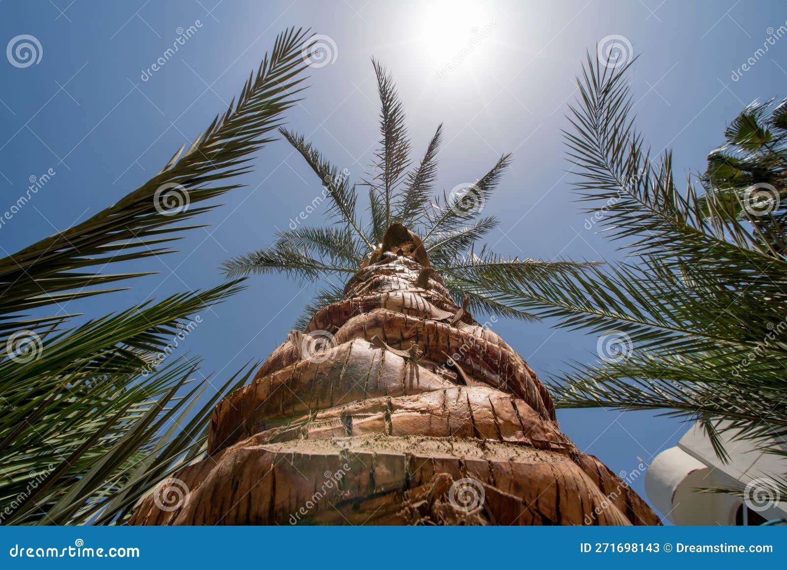 High Palm Trees Pattern on White Background Stock Image - Image of ...