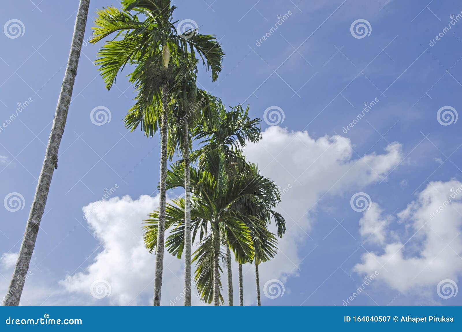 High Palm Trees on Sky Background Stock Image - Image of bright ...