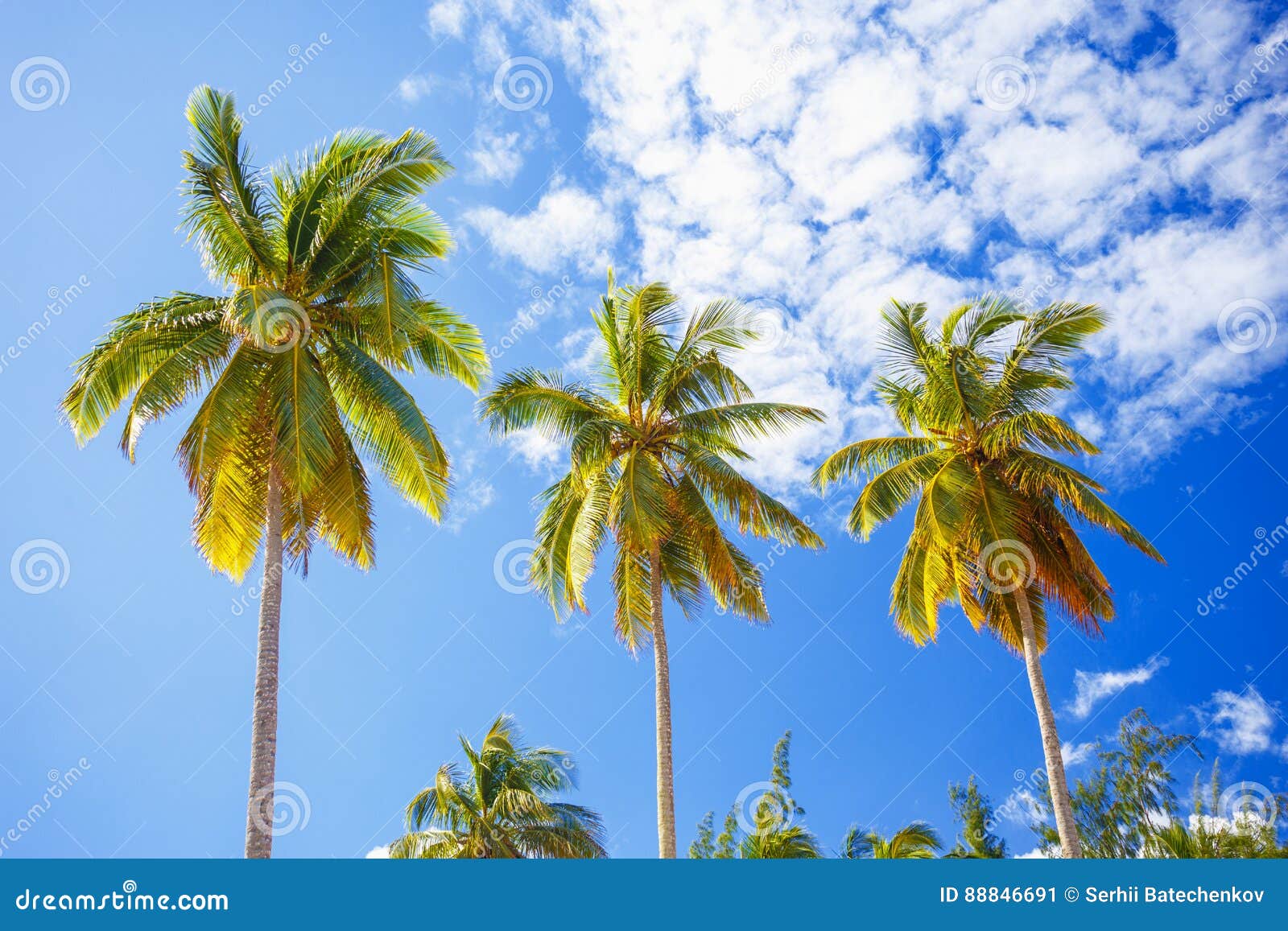 High palm trees stock image. Image of idyllic, philippine - 88846691