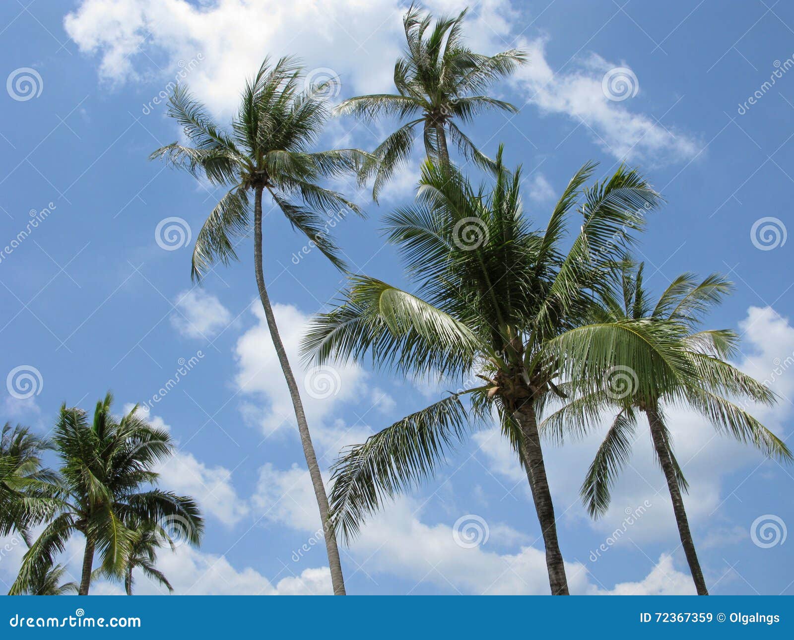 High palm trees on wind stock image. Image of color, clouds - 72367359