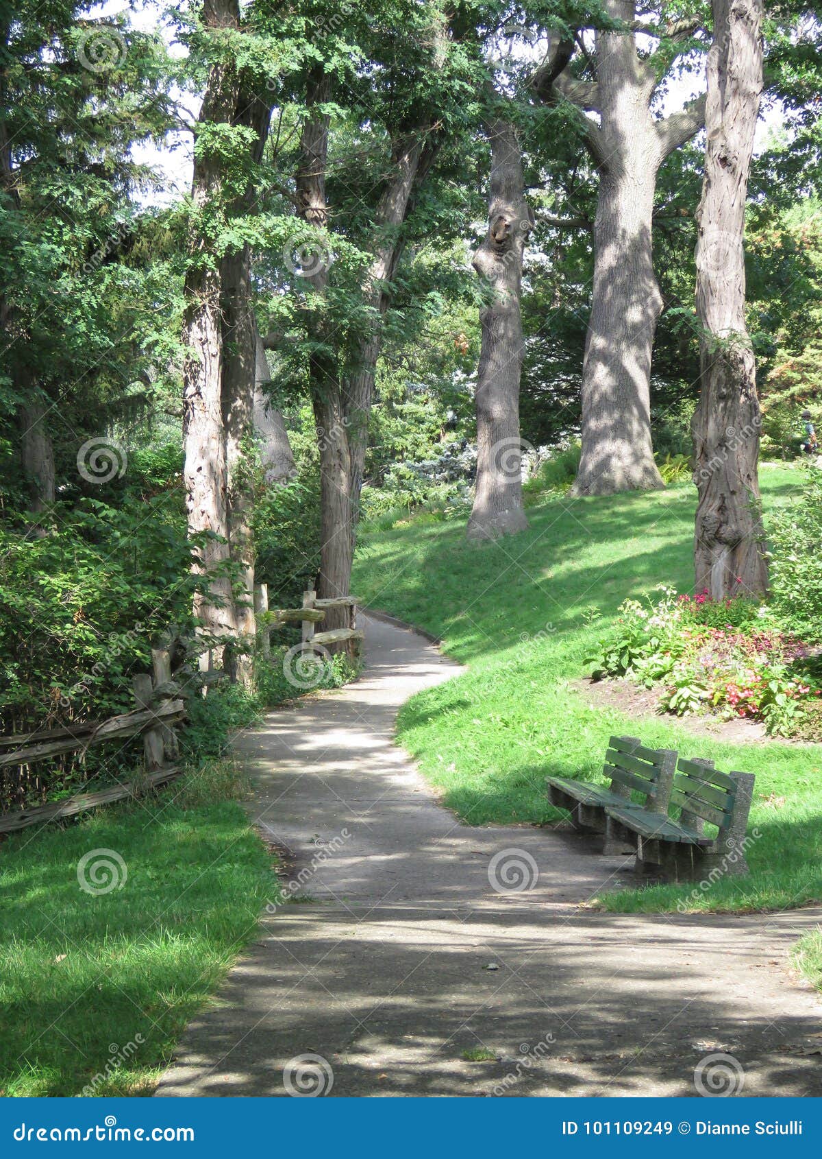 High Park Stroll stock image. Image of forest, bench - 101109249