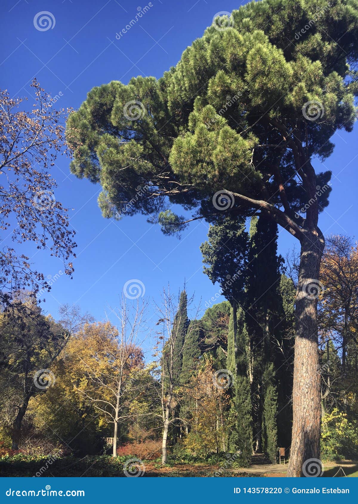 High pine tree stock photo. Image of sunlight, flora - 143578220