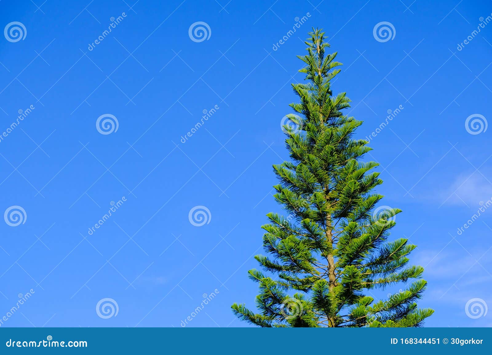 High Pine Tree with Blue Sky on Background Stock Image - Image of pine ...