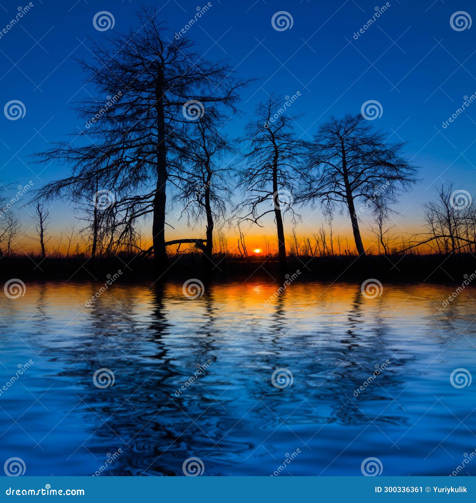 Pine Tree Silhouette Reflected in a Water at the Sunset Stock Image ...