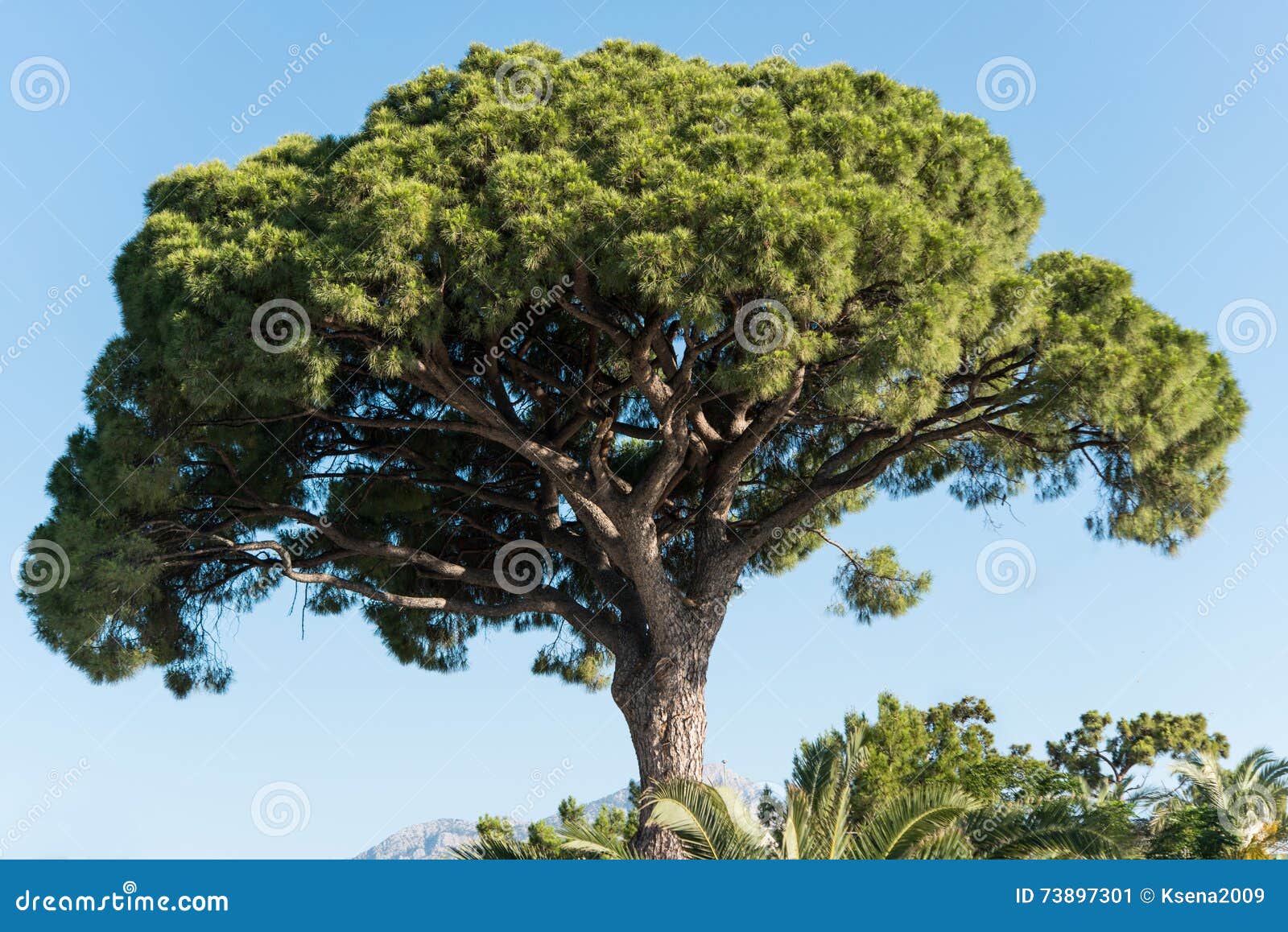 High pine tree in Turkey stock image. Image of flora - 73897301