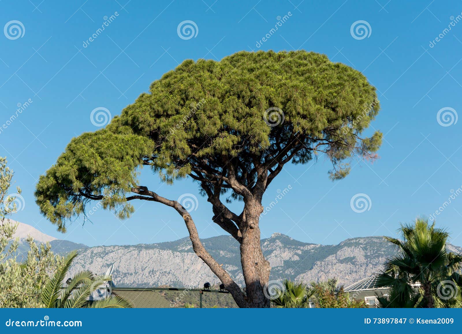 High pine tree in Turkey stock image. Image of large - 73897847