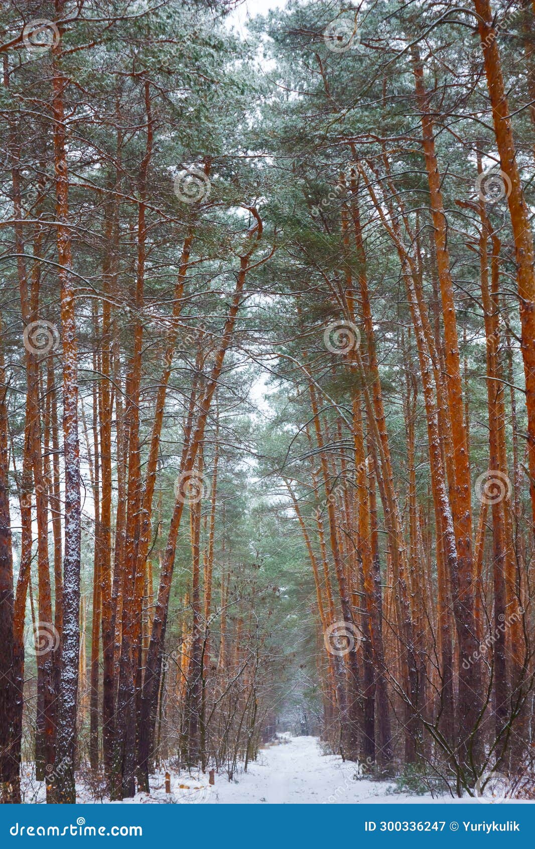 Pine Tree Winter Forest Tunnel Stock Image - Image of tunnel, branch ...