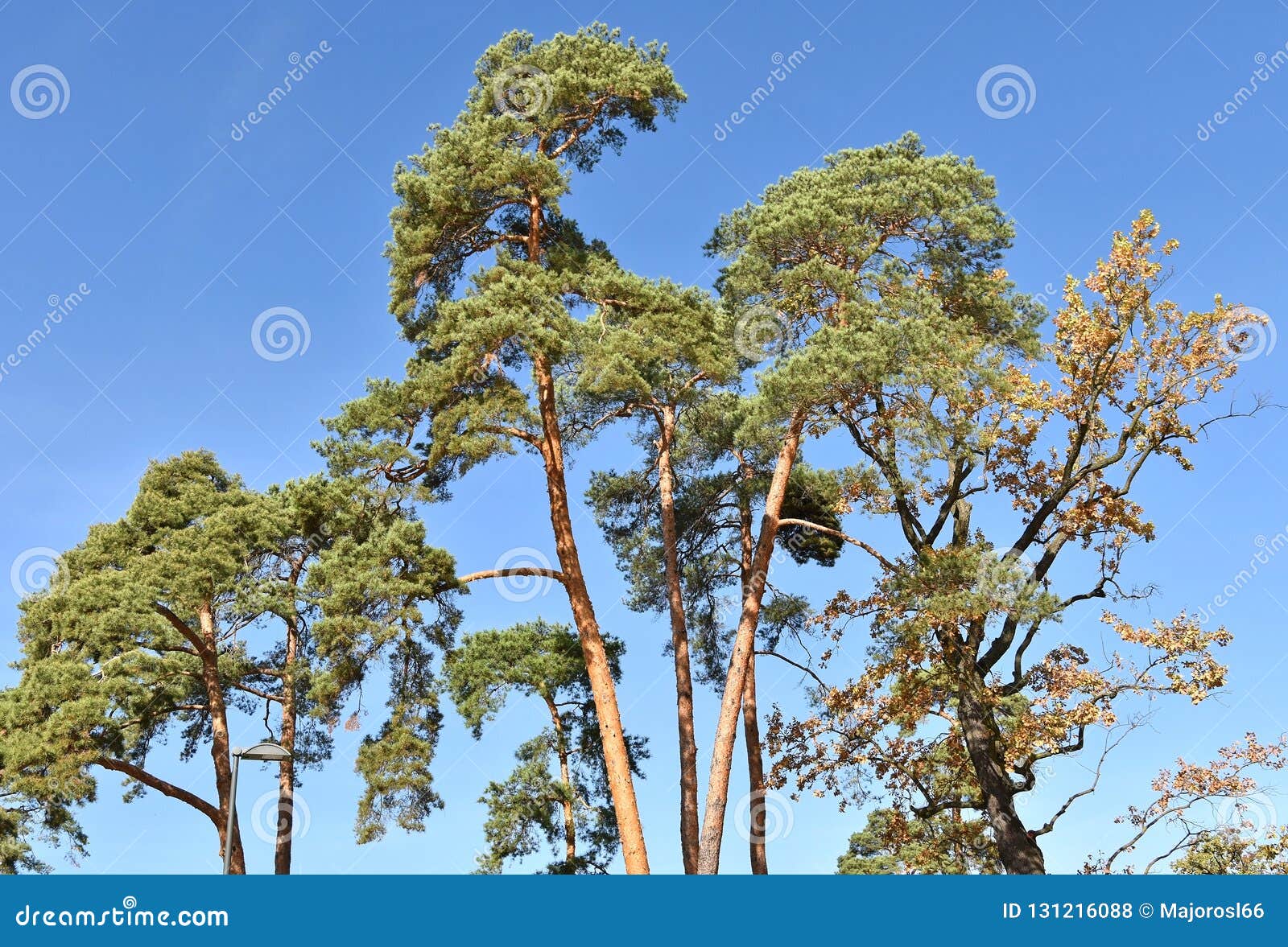 High Pine Tree in the Woods Stock Photo - Image of outdoors, plant ...
